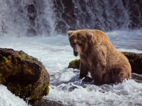 Bear Safety Tips You Need to Know [Video]
